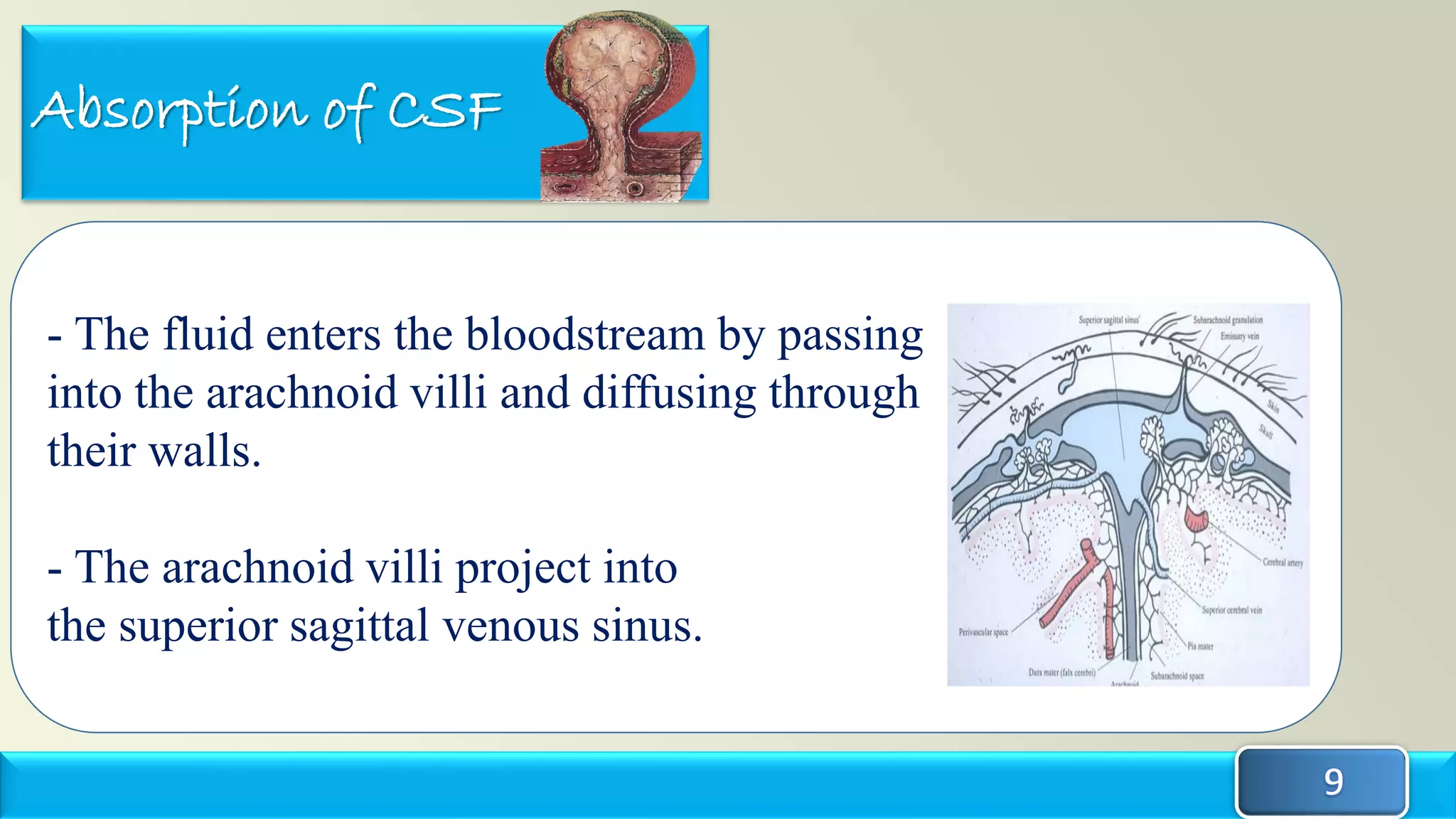 Cerebrospinal Fluid Csf Production Circulation And Absorption Ppt