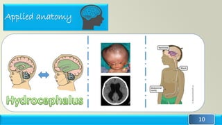 Cerebrospinal fluid (CSF) production, circulation and absorption | PDF