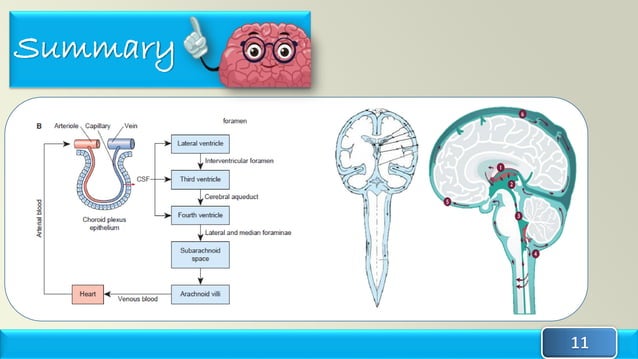 Cerebrospinal fluid (CSF) production, circulation and absorption