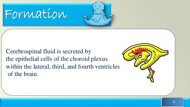Cerebrospinal fluid (CSF) production, circulation and absorption