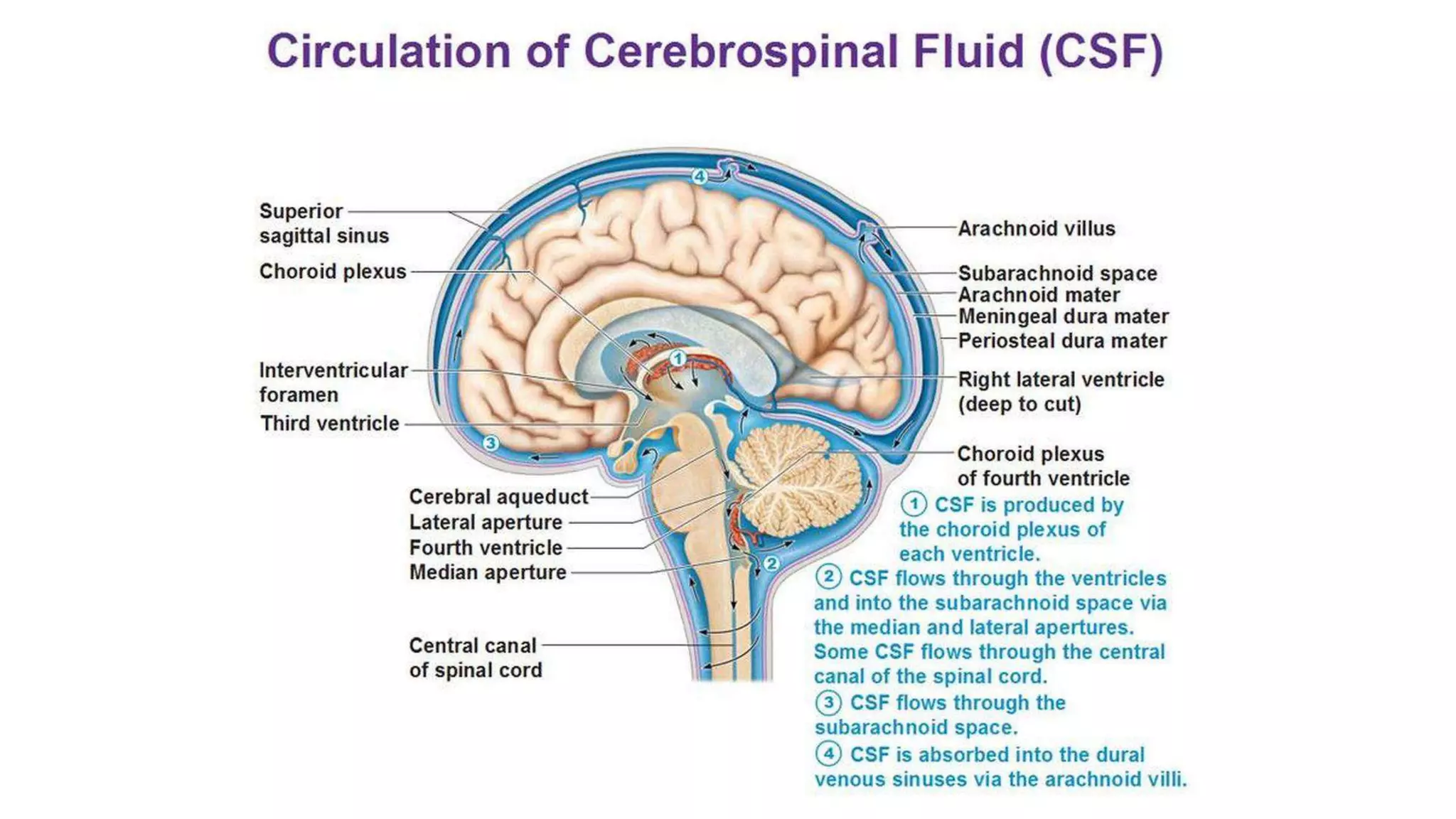 CSF RHINORRHOEA.pptx