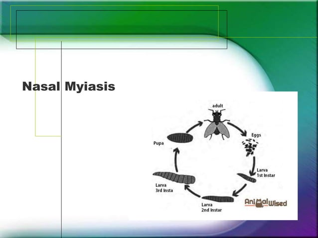 Csf rhinorrhoea, choanal atresia , nasal myiasis | PPTX