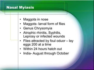 Nasal Myiasis