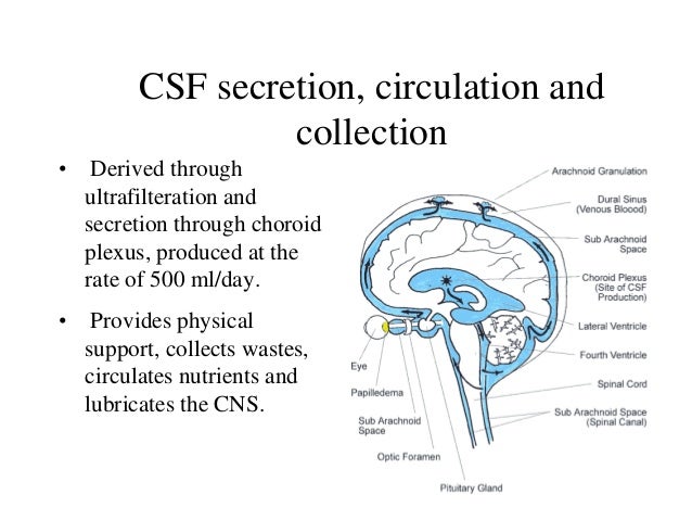 Fluid cytology in CSF