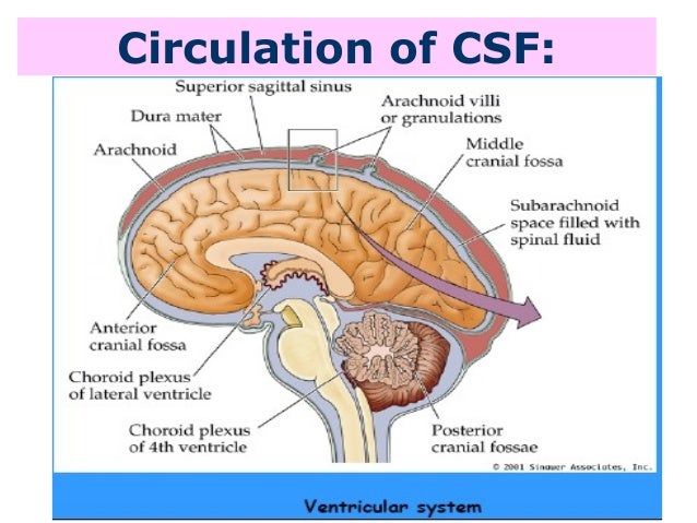 Csf & ventricles