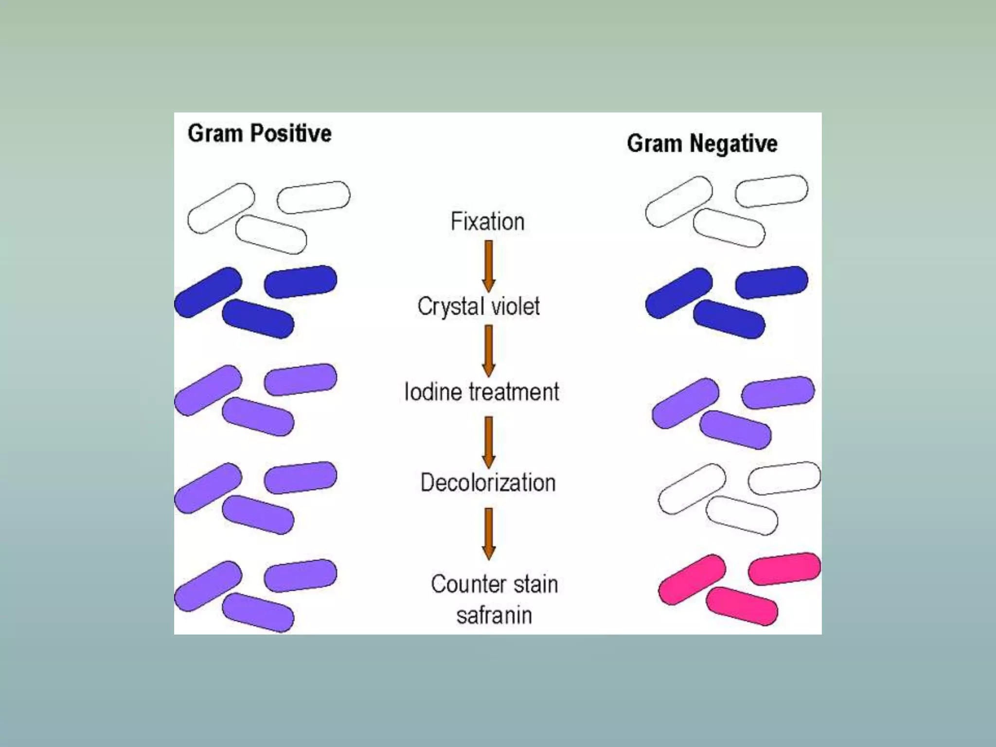 Grams stanning | PPTX