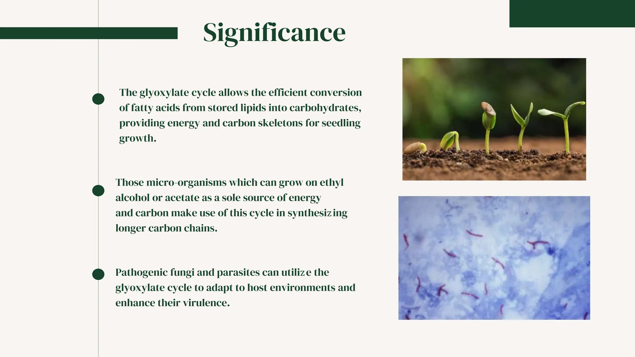 Glyoxylate Cycle and it's significance ppt | PPTX