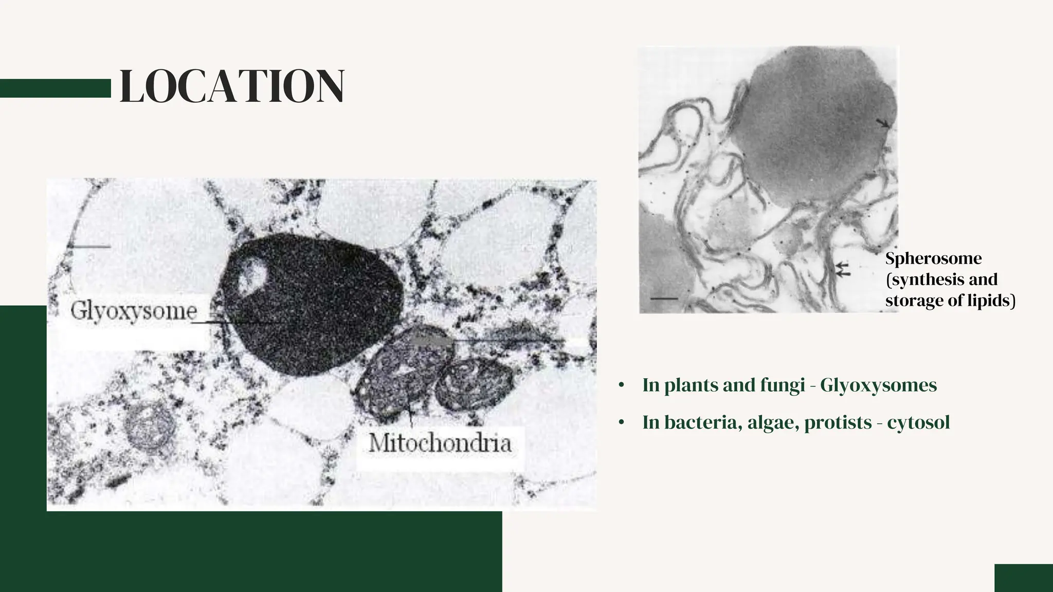 Glyoxylate Cycle and it's significance ppt | PPTX