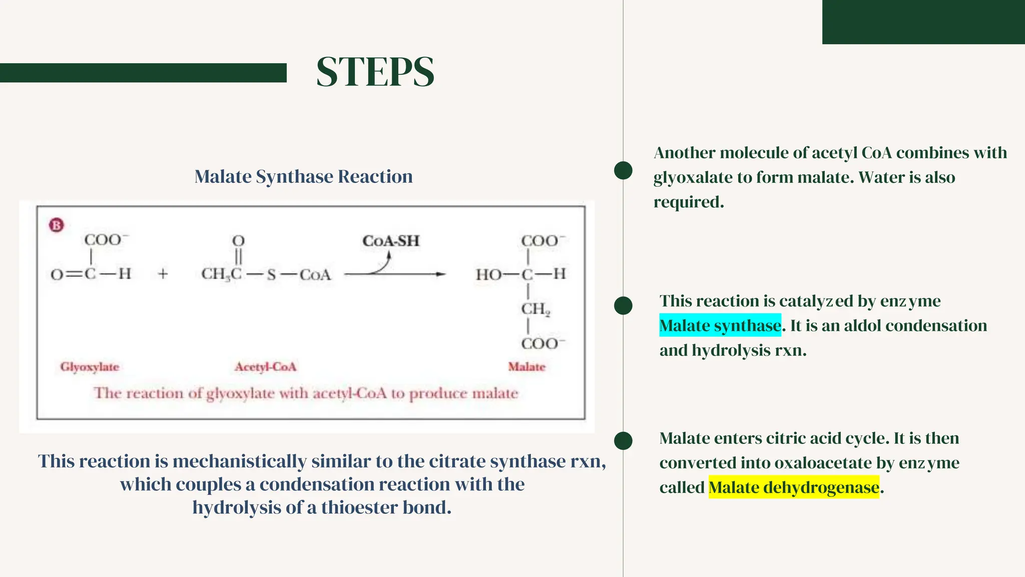 Glyoxylate Cycle and it's significance ppt | PPTX