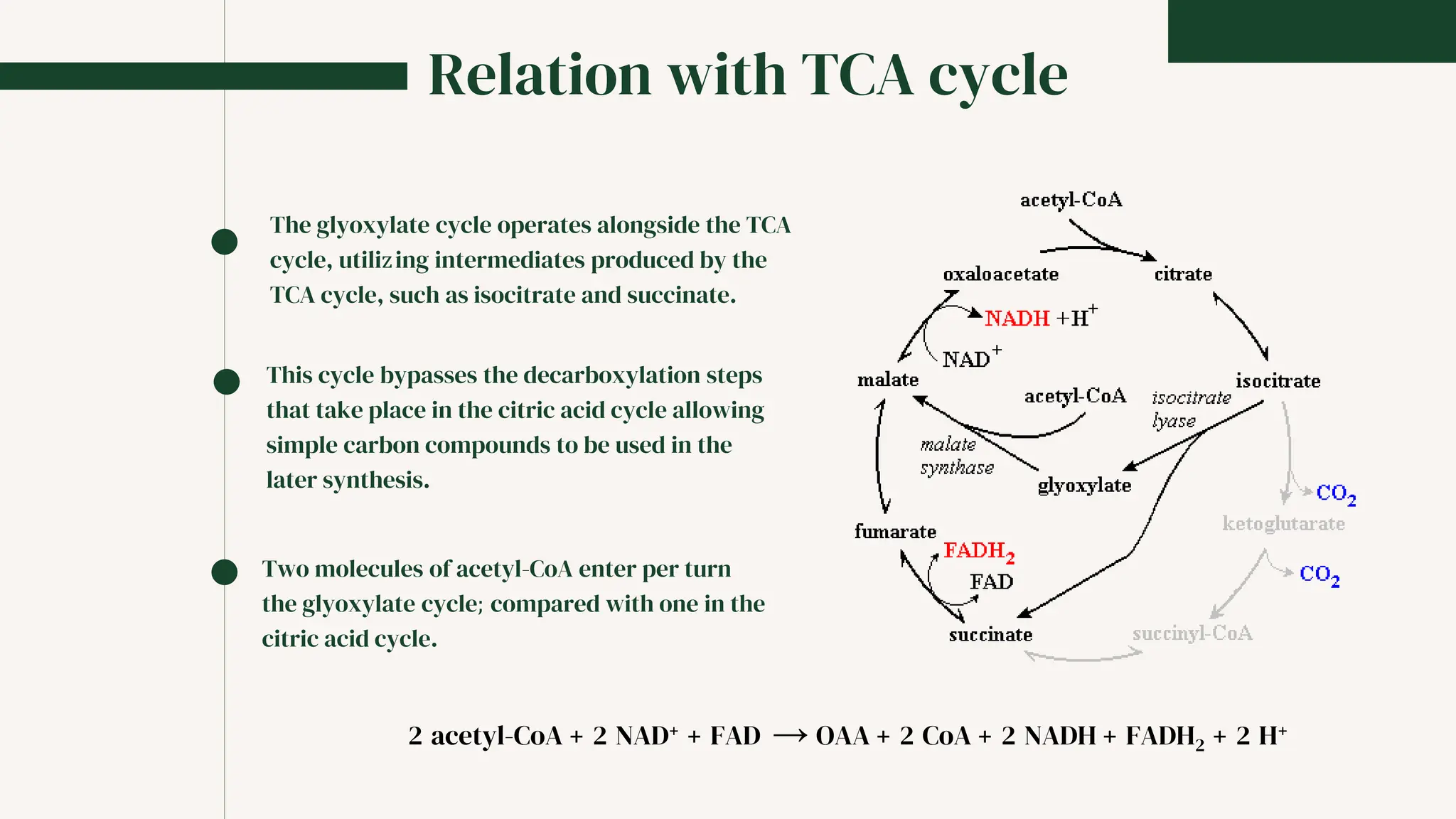 Glyoxylate Cycle and it's significance ppt | PPTX