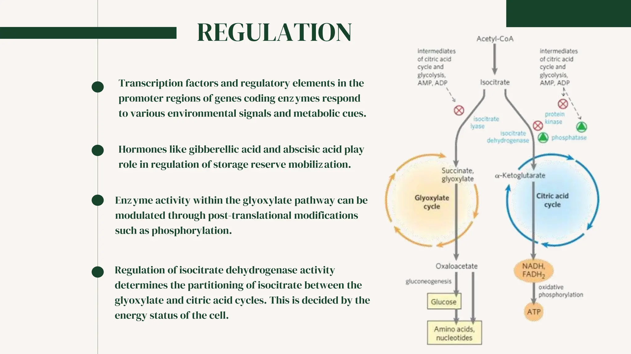 Glyoxylate Cycle and it's significance ppt | PPTX