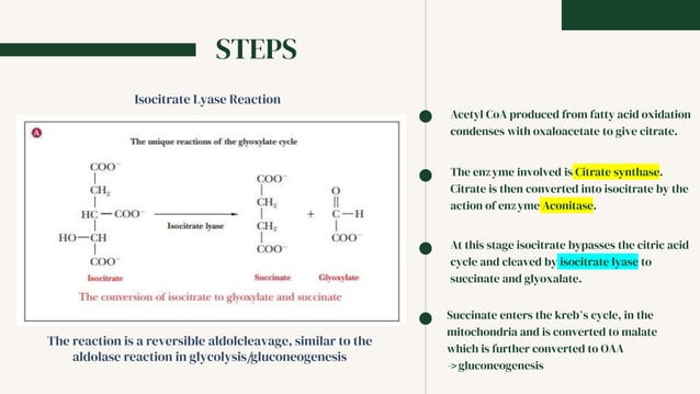 Glyoxylate Cycle and it's significance ppt | PPTX | Endocrine and ...