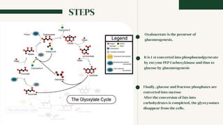 Glyoxylate Cycle and it's significance ppt | PPTX