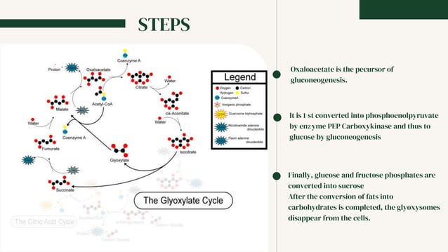 Glyoxylate Cycle and it's significance ppt | PPTX | Endocrine and ...