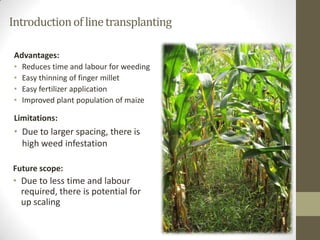 Gender and Livelihoods: Women friendly interventions in finger millet ...