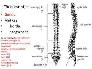 Csontok, csontvázrendszer | PPTX