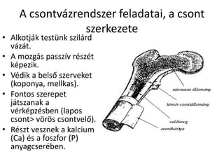 Csontok, csontvázrendszer | PPTX