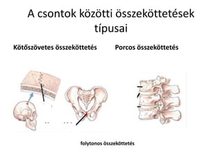 Csontok, csontvázrendszer | PPTX