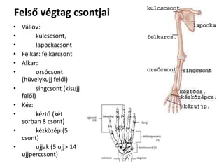 Csontok, csontvázrendszer | PPTX