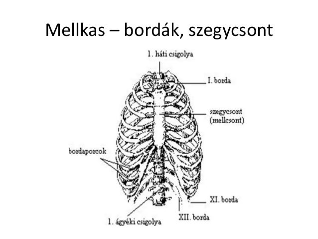 Csontok, csontvázrendszer