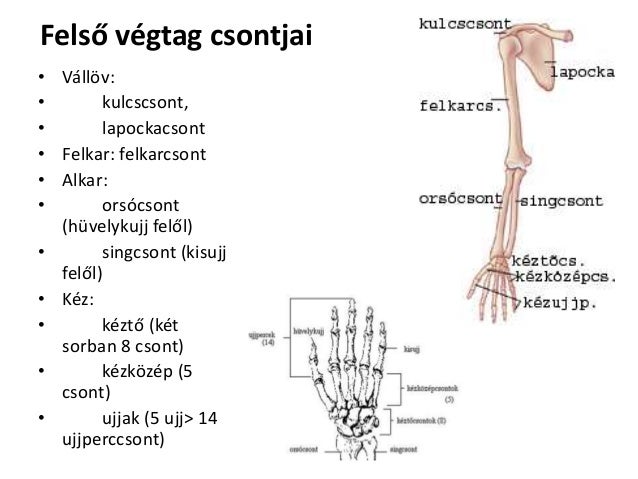 Csontok, csontvázrendszer