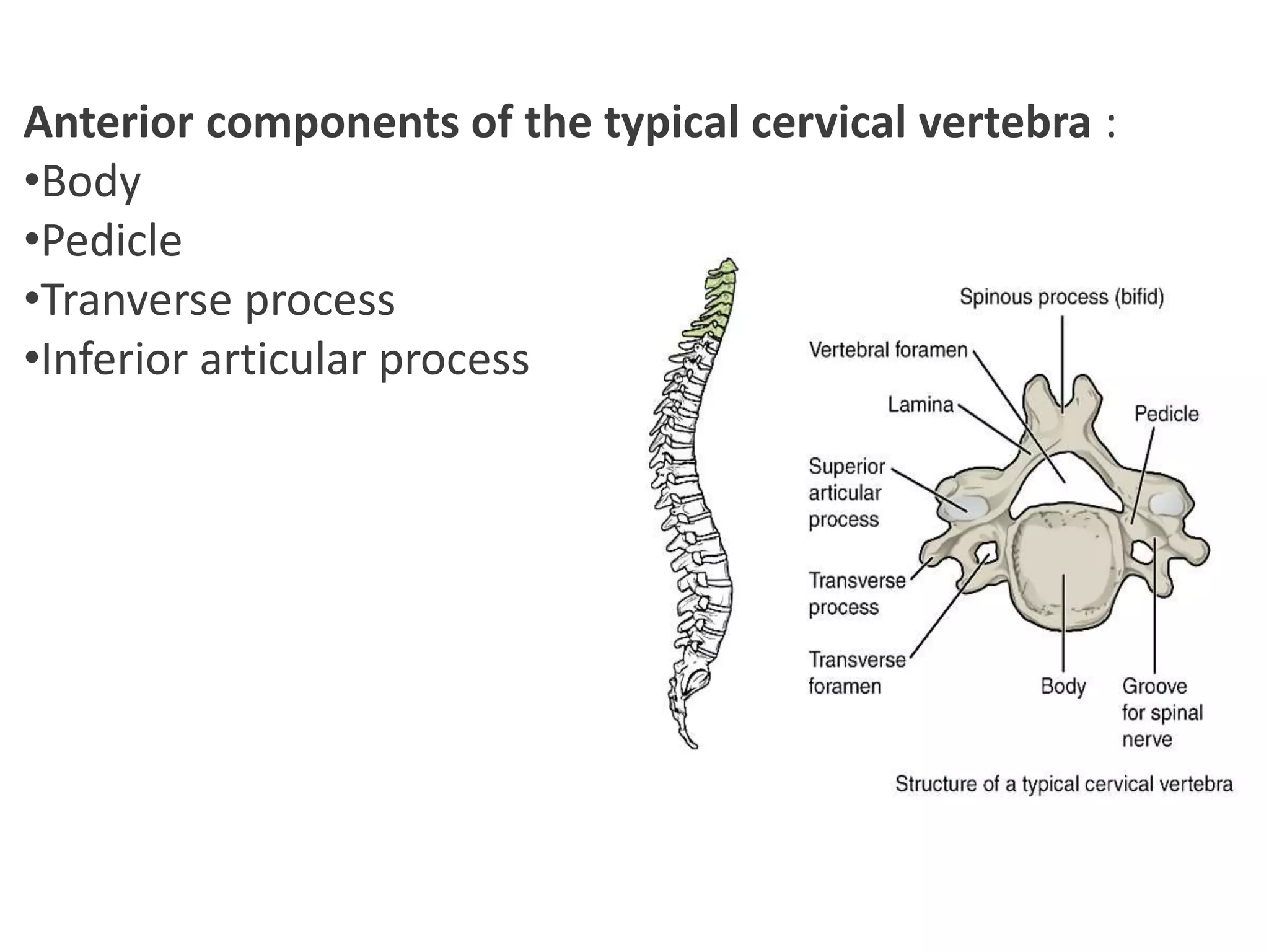 CT Cervical Spine | PPTX