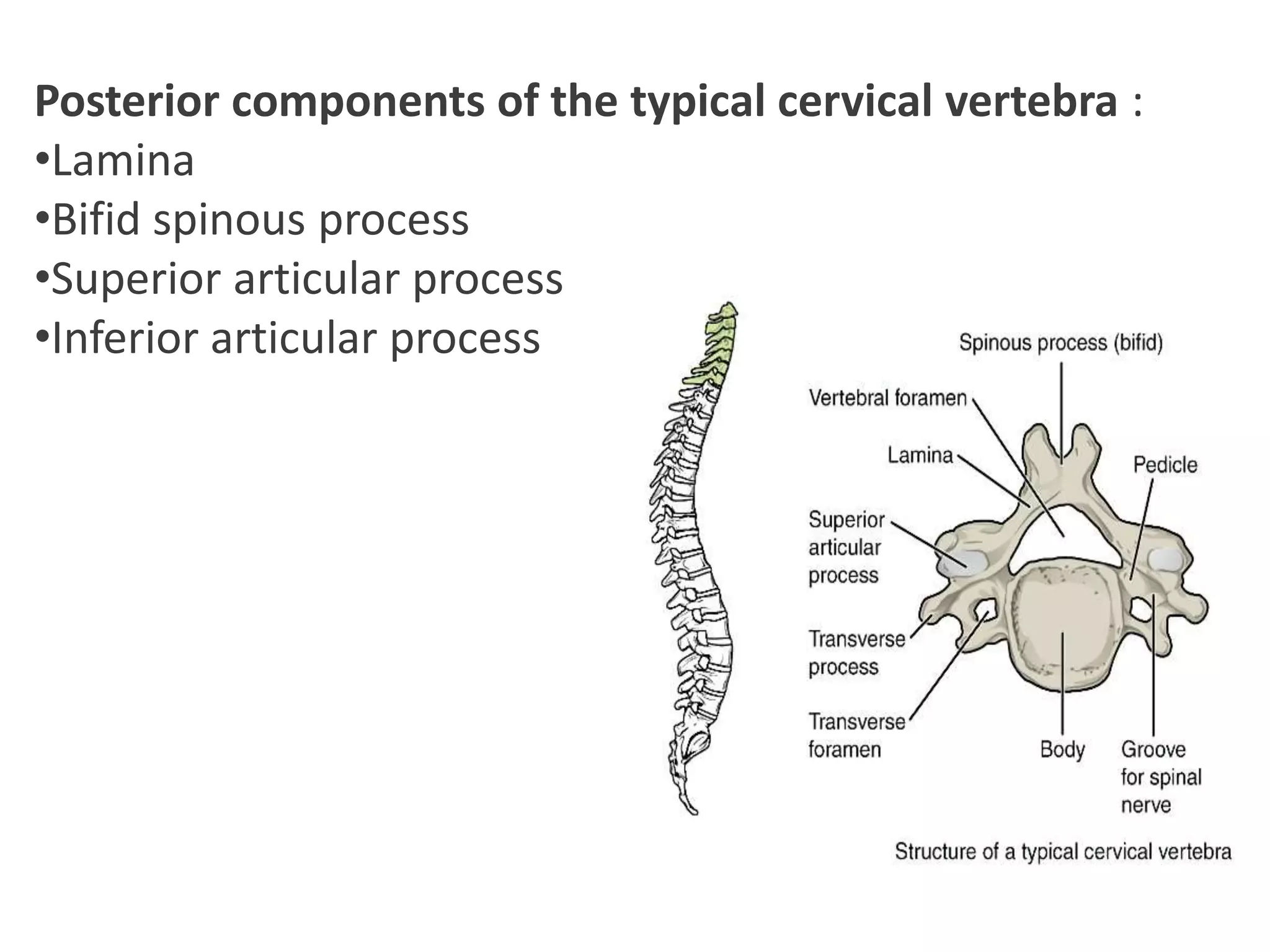 CT Cervical Spine | PPTX