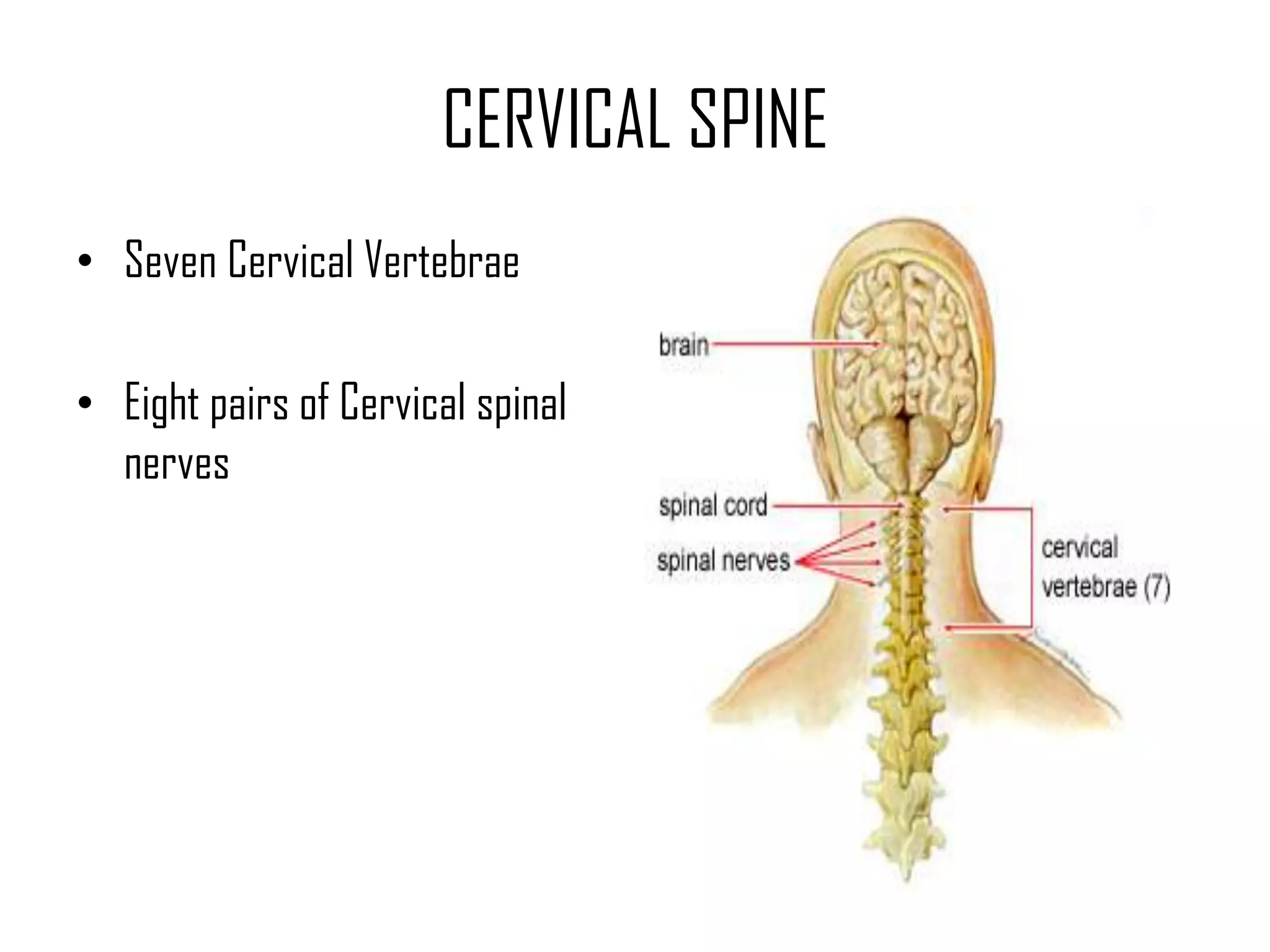 Cervical Fractures and Cervical spine injuries - Dr.KK