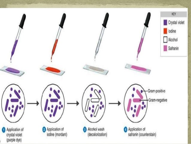 COUNTERSTAIN ppt