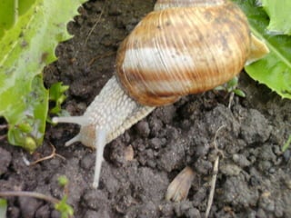 Csörgi szilvia 6.c éti csiga | PPTX