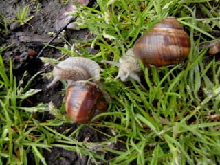 Csörgi szilvia 6.c éti csiga | PPTX