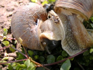 Csörgi szilvia 6.c éti csiga | PPTX