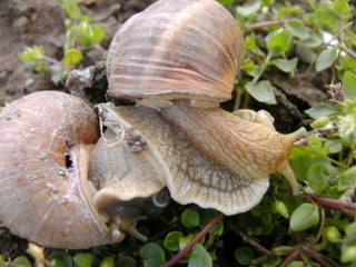 Csörgi szilvia 6.c éti csiga | PPTX