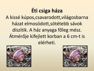 Csörgi szilvia 6.c éti csiga | PPTX
