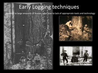 Old Groth Logging in Canada | PPT