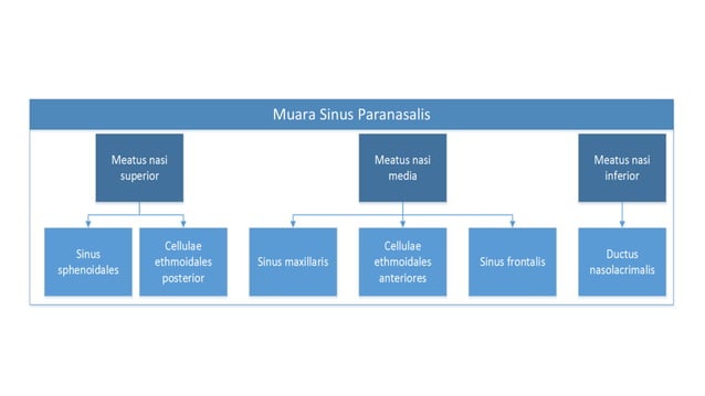 Css rhinosinusitis jamur | PPT