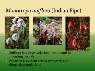 Kynsna and Monotropa Uniflora | PPT