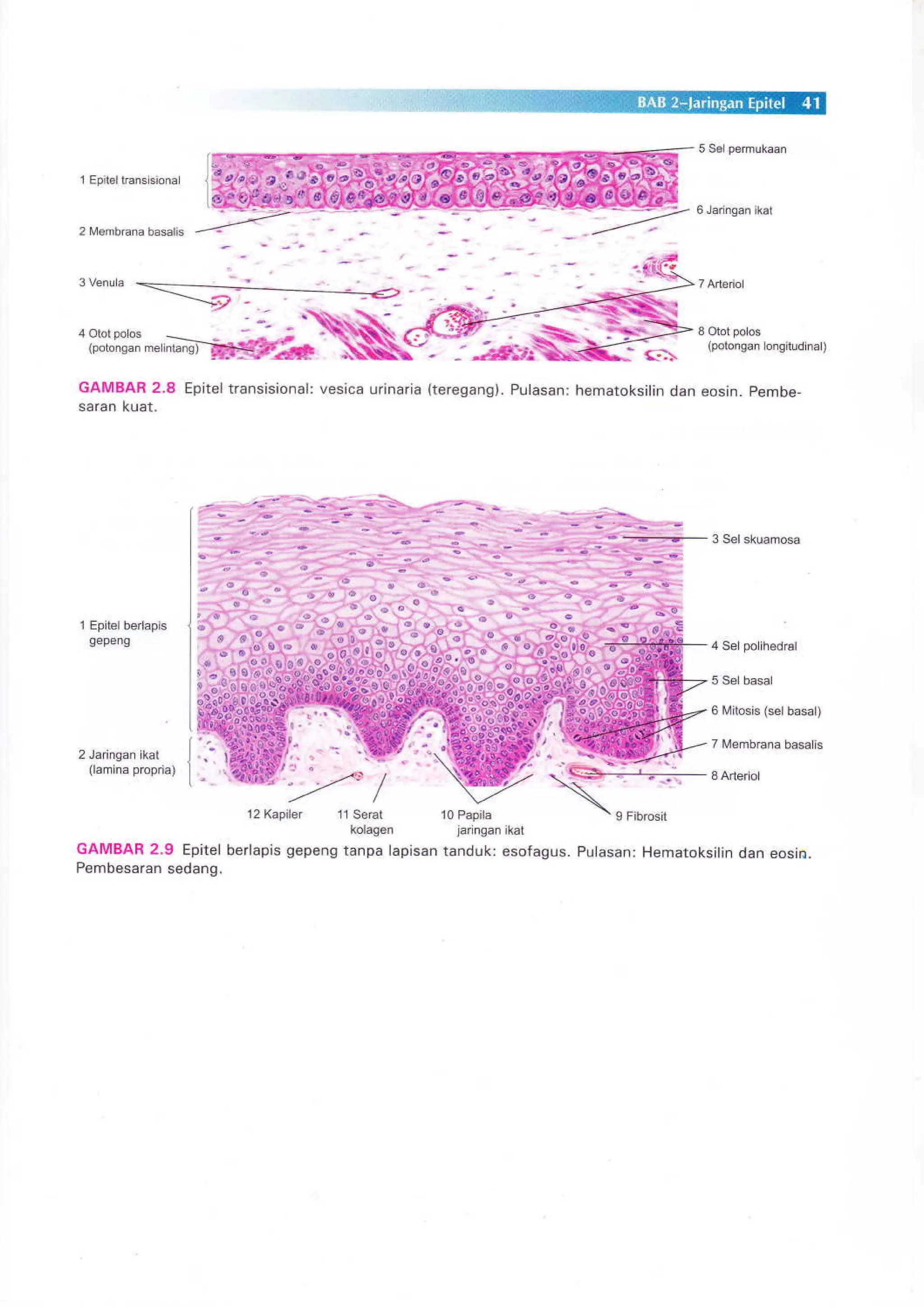 Bab_2_Jaringan_Epitel-Bab_2_Jaringan_Epitel.pdf