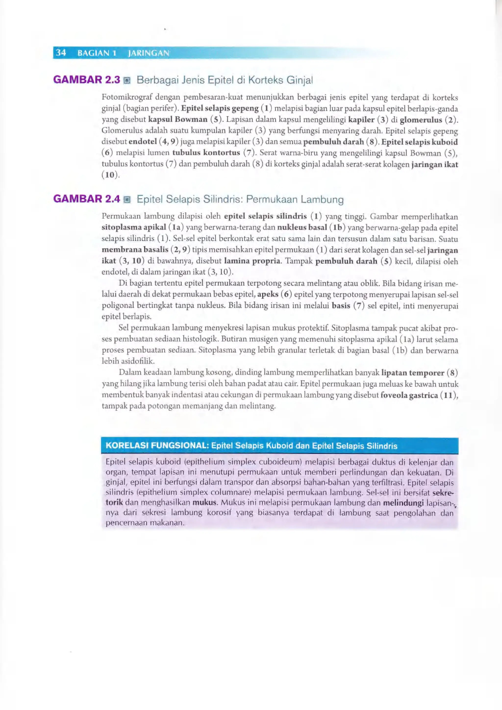 Bab_2_Jaringan_Epitel-Bab_2_Jaringan_Epitel.pdf