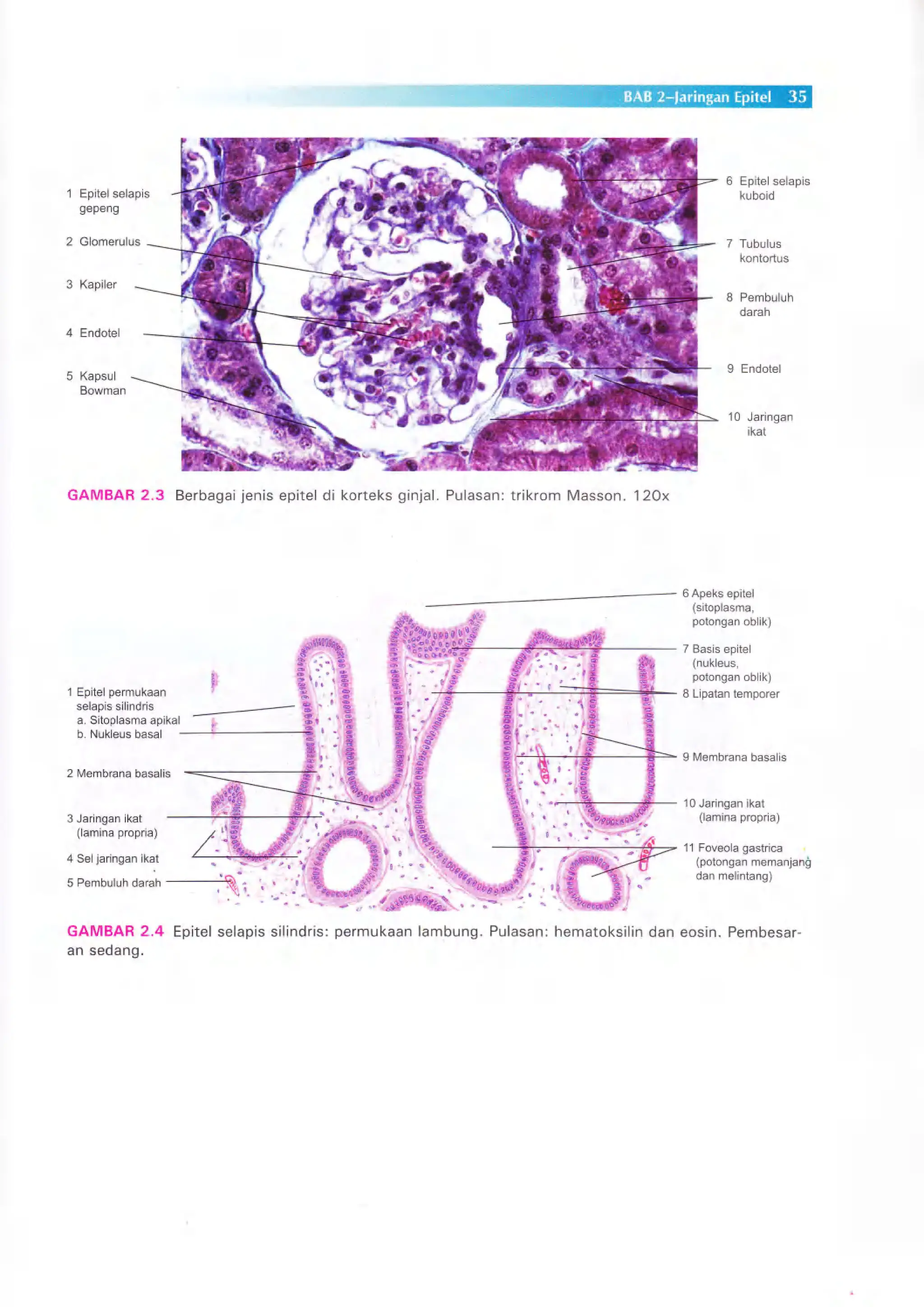 Bab_2_Jaringan_Epitel-Bab_2_Jaringan_Epitel.pdf