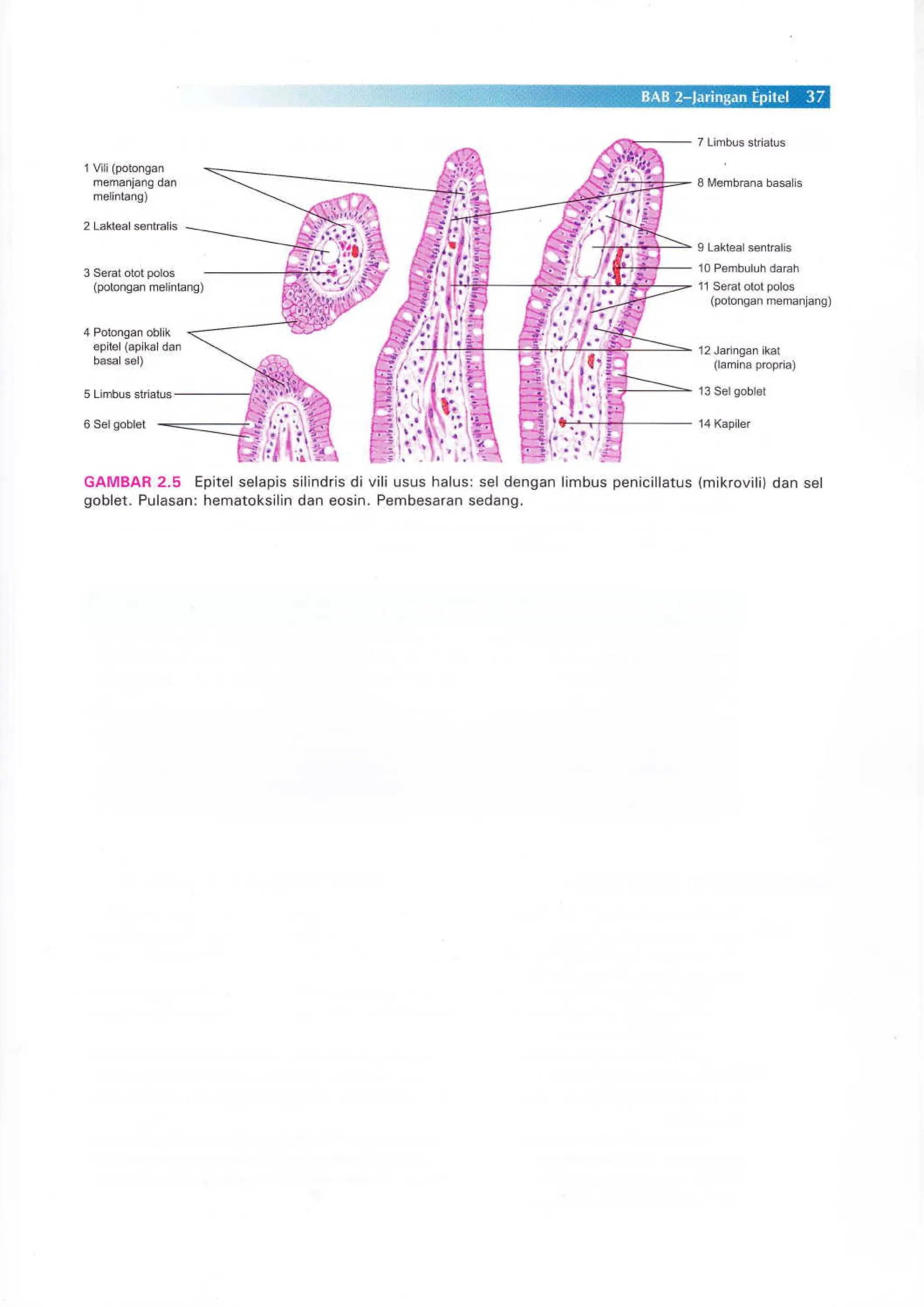 Bab_2_Jaringan_Epitel-Bab_2_Jaringan_Epitel.pdf