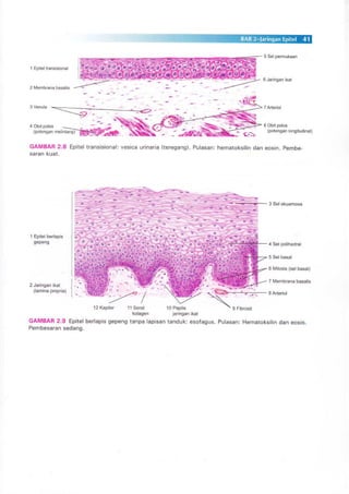 Bab_2_Jaringan_Epitel-Bab_2_Jaringan_Epitel.pdf