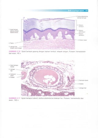 Bab_2_Jaringan_Epitel-Bab_2_Jaringan_Epitel.pdf