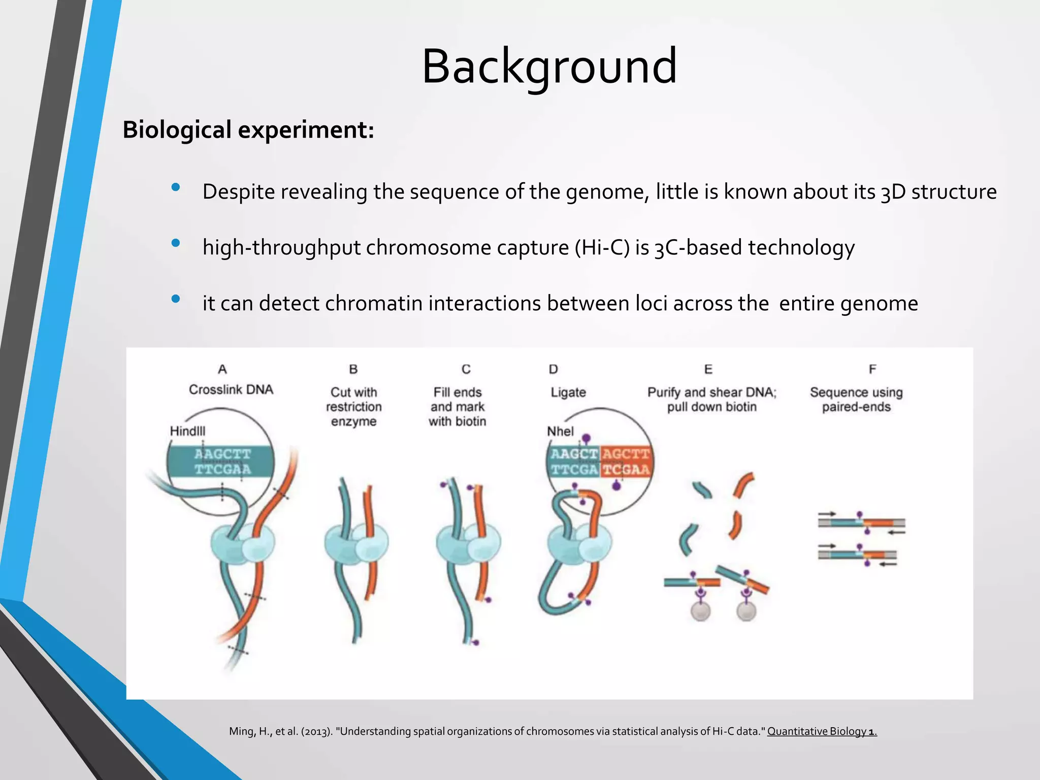 Topological associated domains- Hi-C | PPTX