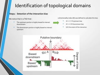 Topological associated domains- Hi-C | PPT
