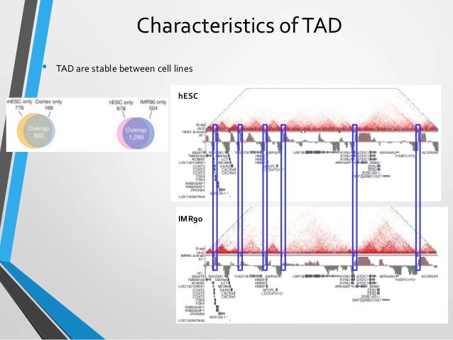 Topological Associated Domains Hi C 