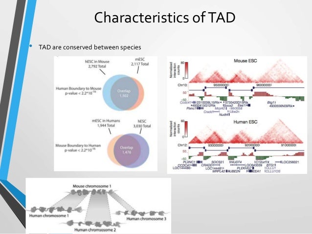 Topological Associated Domains Hi C