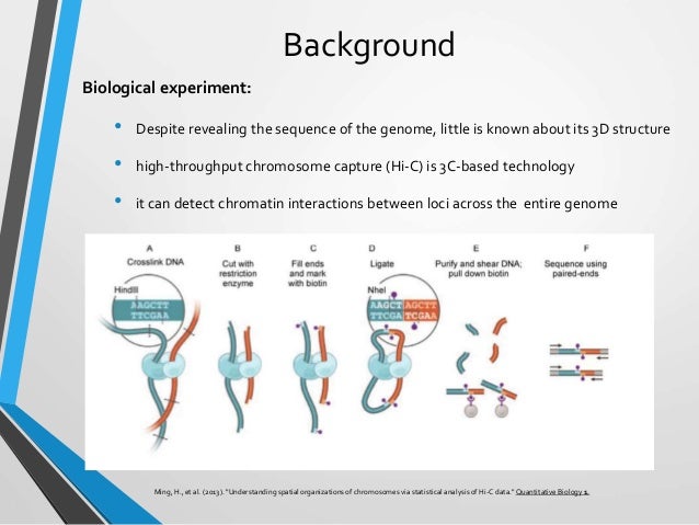 Topological associated domains- Hi-C