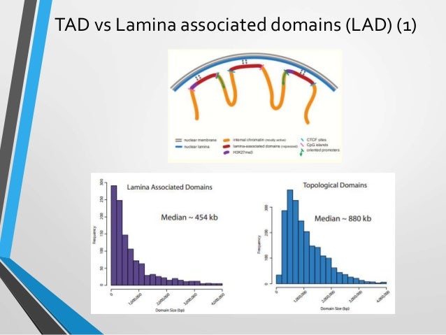 Topological Associated Domains Hi C