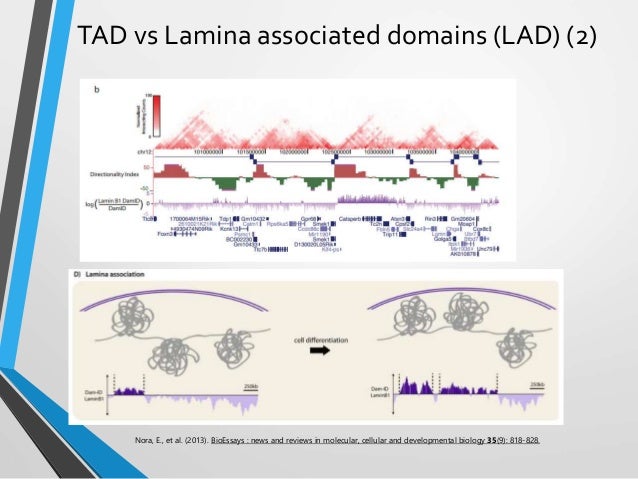 Topological Associated Domains Hi C 